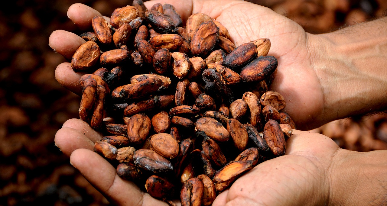 Trading Cacao: Come si Fa a Investire sulla Quotazione in Tempo Reale?